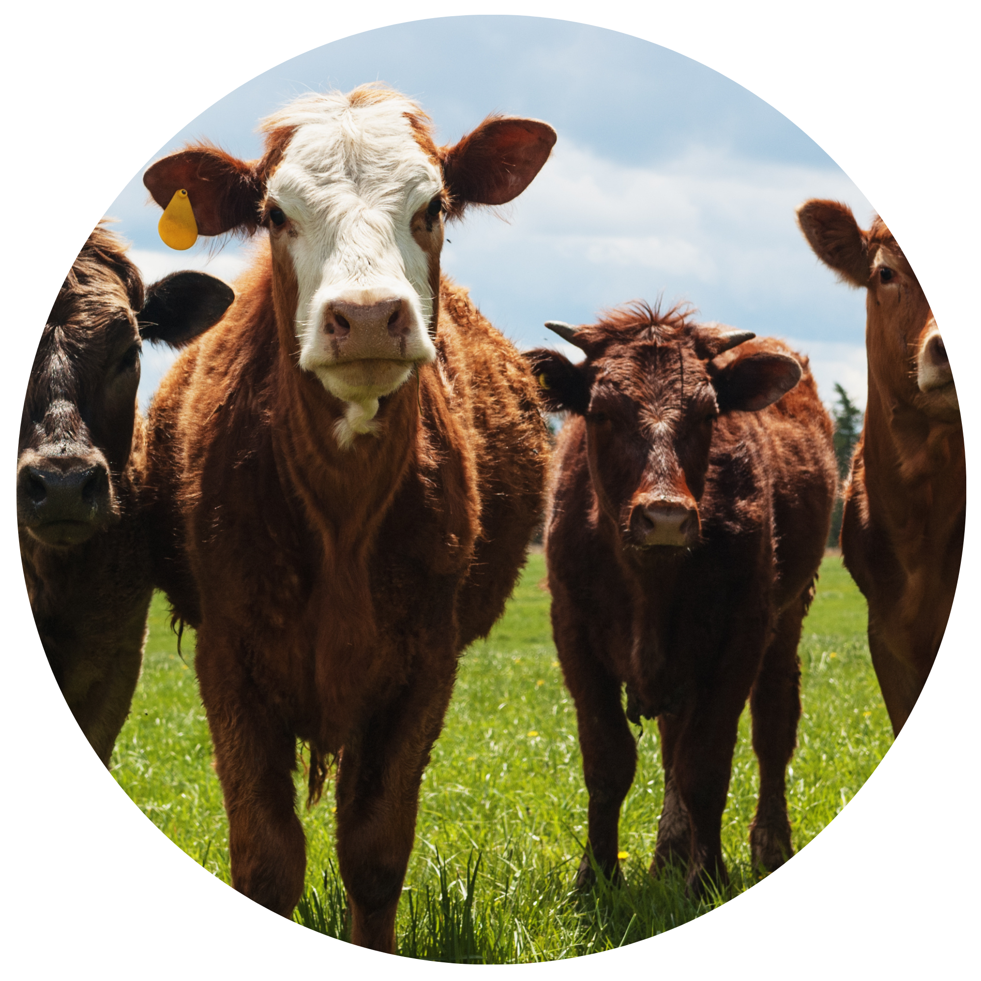 Hoofstock | Exotic Animal Supply – Exotic Animal Supply